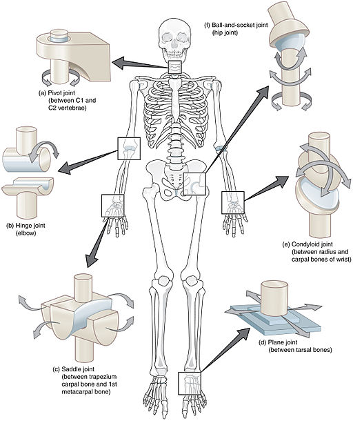 Body Movements Worksheet For Class 6 MyCBSEguide CBSE Papers 